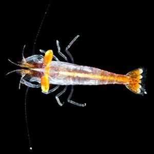 The Biodiversity of Singapore- Hippolyte cf sp. SIN-046