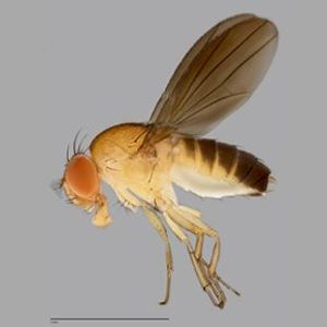 The Biodiversity of Singapore- Scaptodrosophila sp. ZRC_BDP0021765