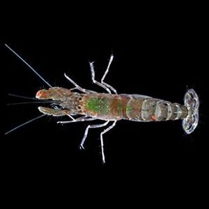 The Biodiversity of Singapore- Alpheus lobidens