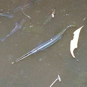 The Biodiversity of Singapore- Zenarchopterus buffonis