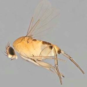 The Biodiversity of Singapore- Phoridae sp. ZRC_BDP0032840/ZRC_BDP0032880