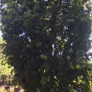 The Biodiversity of Singapore- Dialium indum