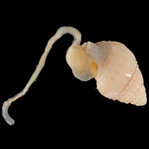The Biodiversity of Singapore- Peanut worm sp. 24