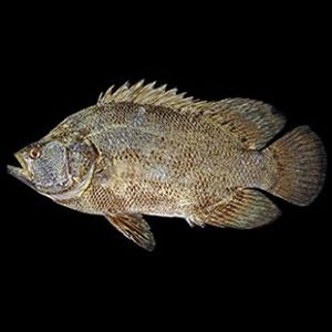 The Biodiversity of Singapore- Lobotes surinamensis