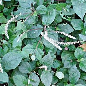 The Biodiversity of Singapore- Cyathula prostrata