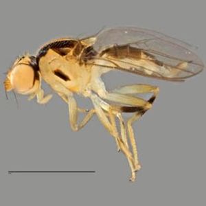 The Biodiversity of Singapore- Gaurax sp. "ZRCBDP_0020024"