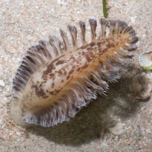 The Biodiversity of Singapore- Pteroeides sp.