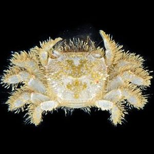 The Biodiversity of Singapore- Baruna minuta