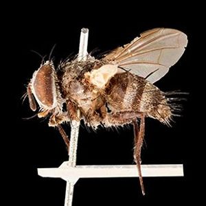 The Biodiversity of Singapore- Senometopia muscoides