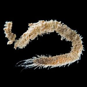 The Biodiversity of Singapore- Flabelligeridae sp. 5