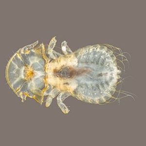 The Biodiversity of Singapore- Goniodes sp. ZRC_BDP0265682