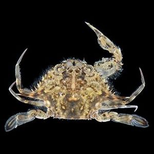 The Biodiversity of Singapore- Portunus sp. SS-0241