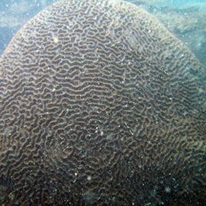The Biodiversity of Singapore- Oulophyllia crispa