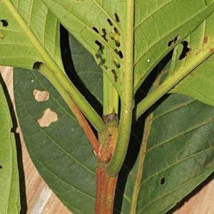 The Biodiversity of Singapore- Tarenna costata