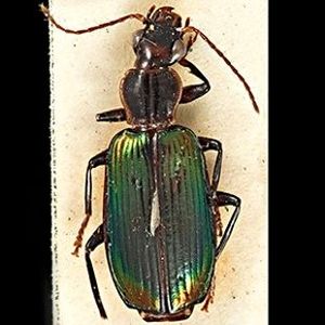 The Biodiversity of Singapore- Calleida (Callidiola) tenuis