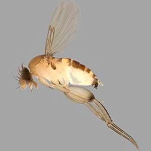 The Biodiversity of Singapore- Phoridae sp. ZRC_BDP0032741