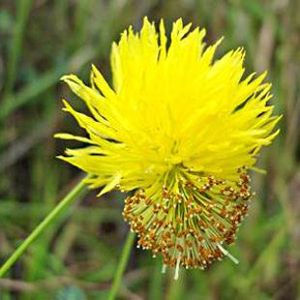 The Biodiversity of Singapore- Neptunia plena