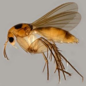 The Biodiversity of Singapore- Mycetophilidae sp. ZRCBDP0314137