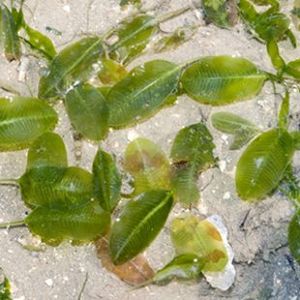 The Biodiversity of Singapore- Halophila ovalis