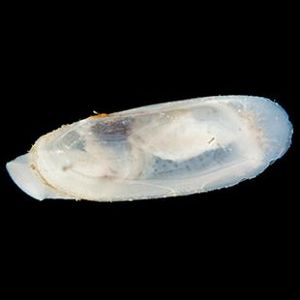 The Biodiversity of Singapore- Pharidae sp.