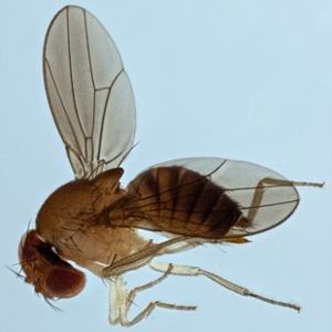 The Biodiversity of Singapore- Drosophilidae sp. ZRC_BDP0135557