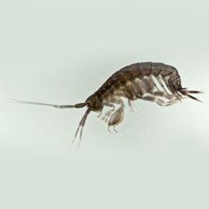 The Biodiversity of Singapore- Amphipoda sp. 31