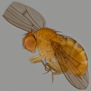 The Biodiversity of Singapore- Drosophilidae sp. ZRC_BDP0305543