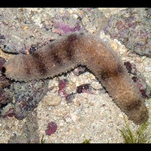 The Biodiversity of Singapore- Holothuria fuscocinera