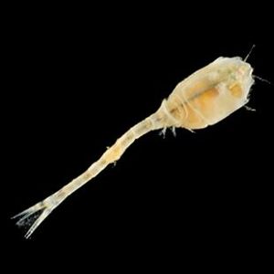 The Biodiversity of Singapore- Cumacean. sp. 4