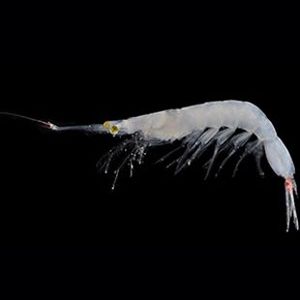 The Biodiversity of Singapore- Acetes sp. JS-1992