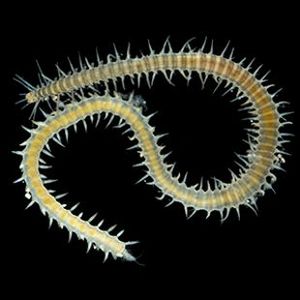 The Biodiversity of Singapore- Syllidae sp. SUB-2045