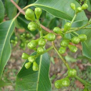 The Biodiversity of Singapore- Syzygium grande