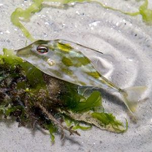 The Biodiversity of Singapore- Triacanthidae sp.