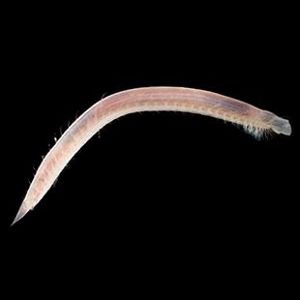 The Biodiversity of Singapore- Armandia sp. SEA-6737