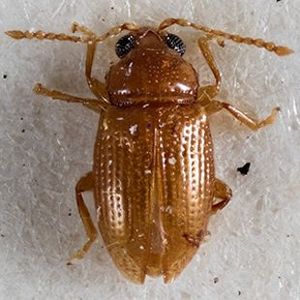 The Biodiversity of Singapore- Orthaltica minor