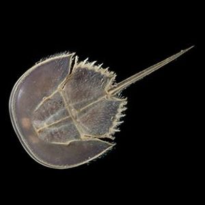 The Biodiversity of Singapore- Limulidae sp.