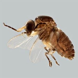 The Biodiversity of Singapore- Simuliidae sp. ZRC_BDP0090352