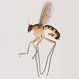 The Biodiversity of Singapore- Amblypsilopus sp. "Ma5787"