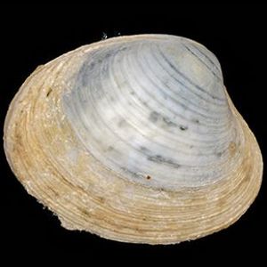 The Biodiversity of Singapore- Pitar sp.