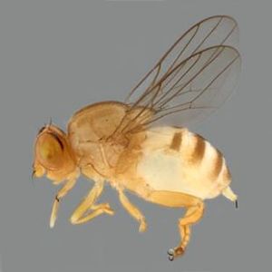 The Biodiversity of Singapore- Chloropidae sp. ZRC_BDP0080021