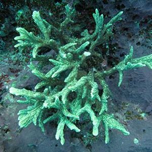 The Biodiversity of Singapore- Hydnophora rigida