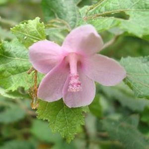 The Biodiversity of Singapore- Urena lobata