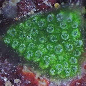 The Biodiversity of Singapore- Colonial ascidian sp. 62