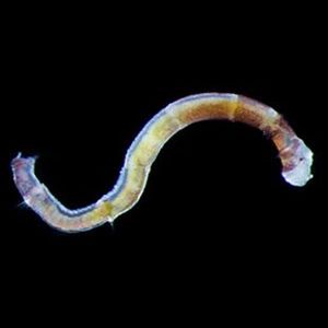 The Biodiversity of Singapore- Galathowenia? sp. SEA-9112