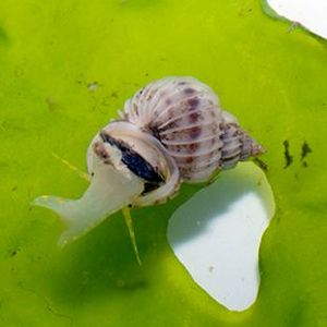 The Biodiversity of Singapore- Epitoniidae sp.