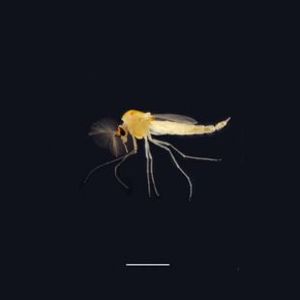 The Biodiversity of Singapore- Microchironomus tener