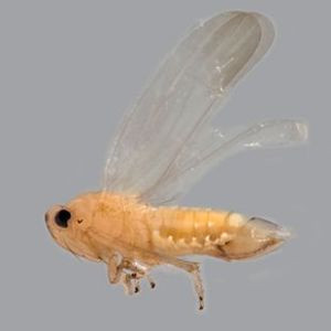 The Biodiversity of Singapore- Hemiptera sp. ZRC_BDP0111883