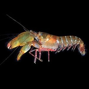 The Biodiversity of Singapore- Alpheus serenei