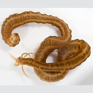 The Biodiversity of Singapore- Synaptidae sp. INT-0965