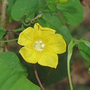 The Biodiversity of Singapore- Merremia umbellata